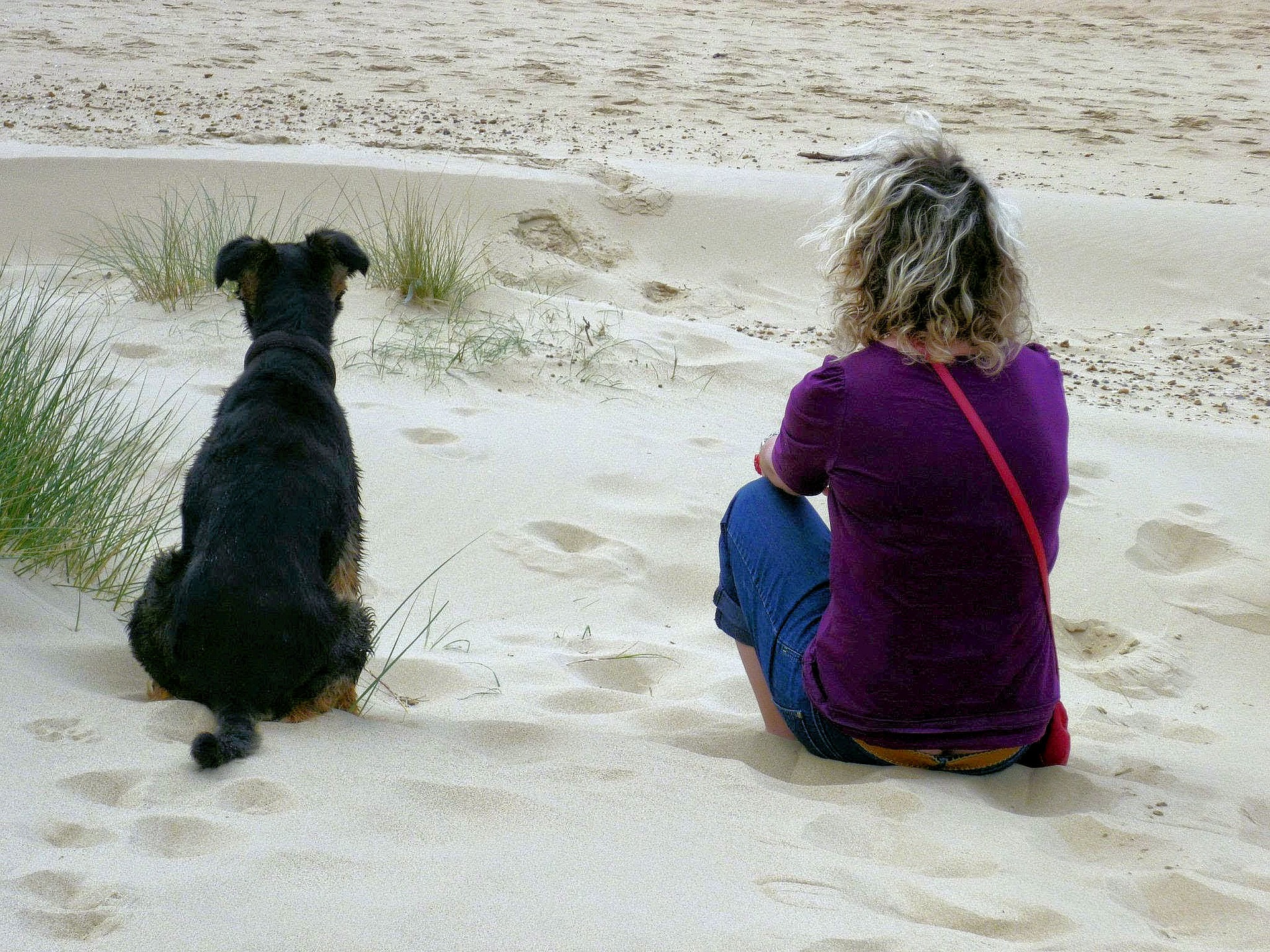 teamwork mit dem hund: zwischen wunsch und wirklichkeit