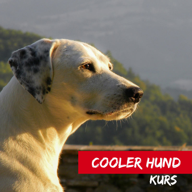 „cooler hund“