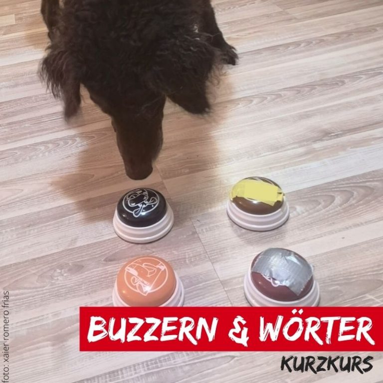 kurzkurs: buzzern & wörter